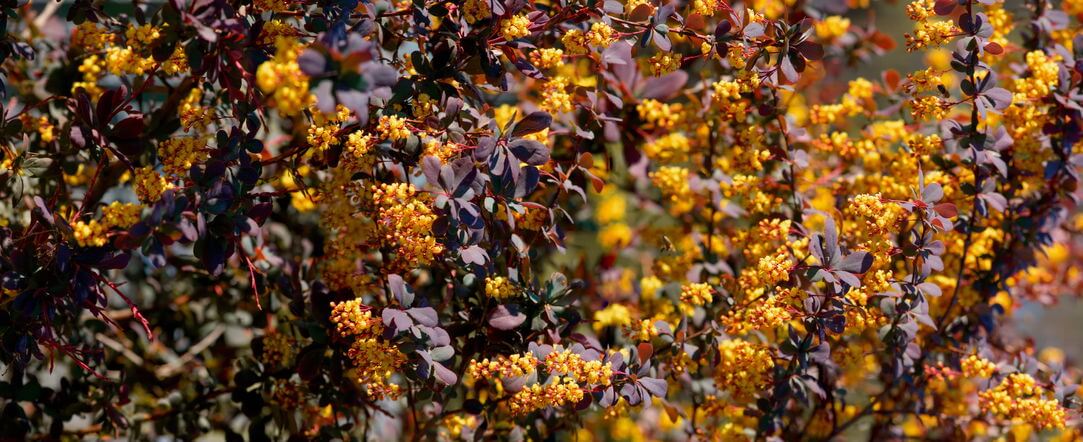 Berberine: Why You Need This Powerful Plant Compound