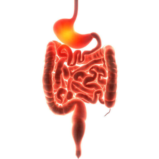 5 Symptoms You Might Have Leaky Gut (and how to treat it)