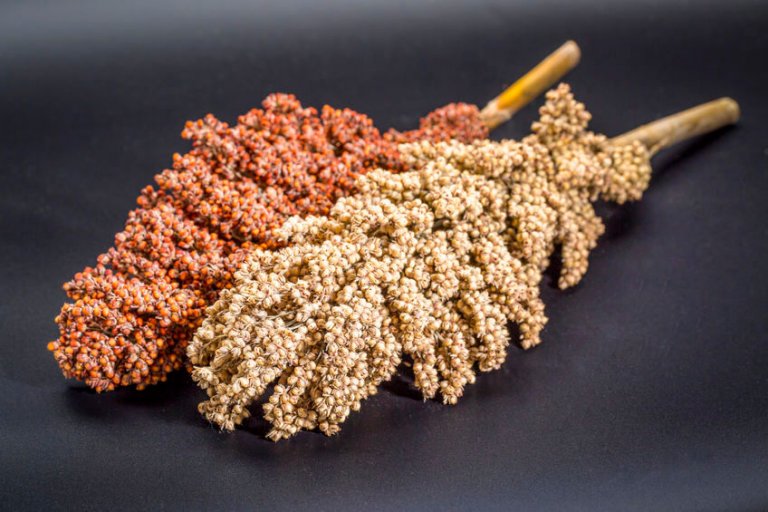 What is Sorghum? The Gundry Approved Gluten-Free Whole Grain - Gundry MD