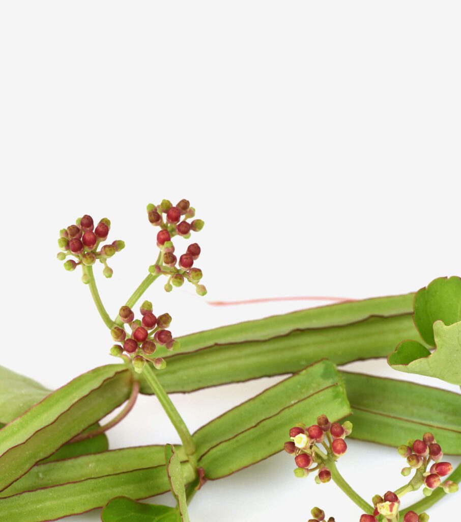 TriTrim Archives - Gundry MD®