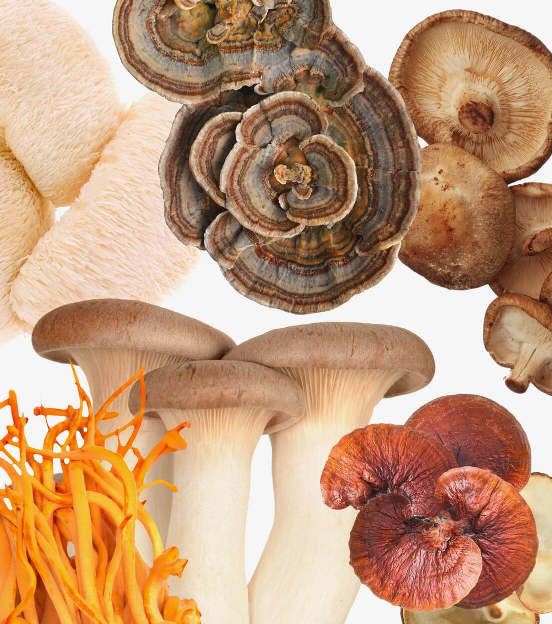 Mushroom Extracts - Gundry MD®