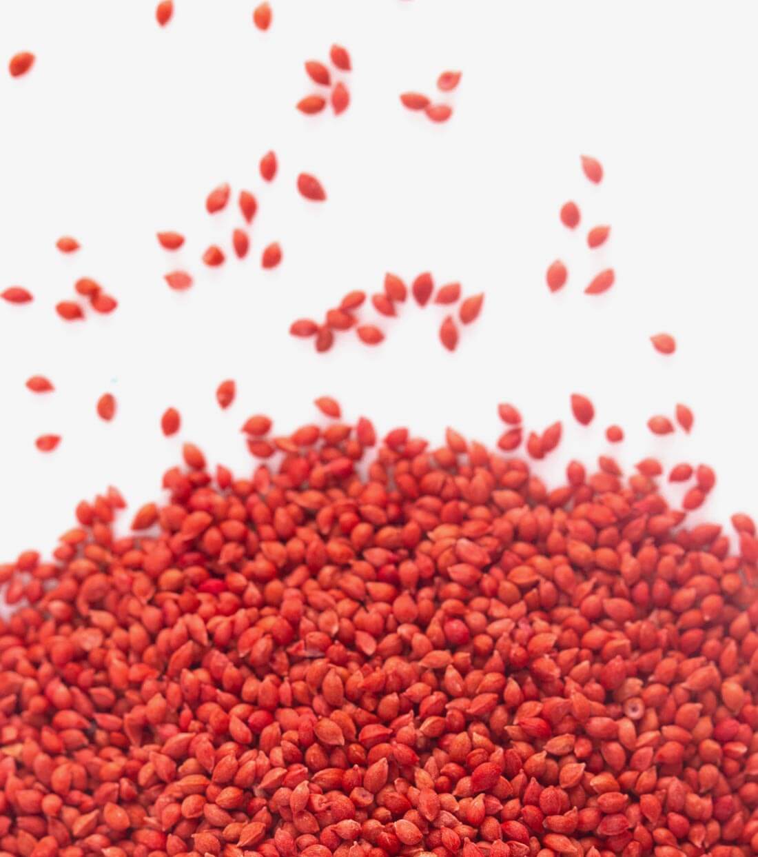 Arctic Cranberry Seed Oil - Gundry MD®