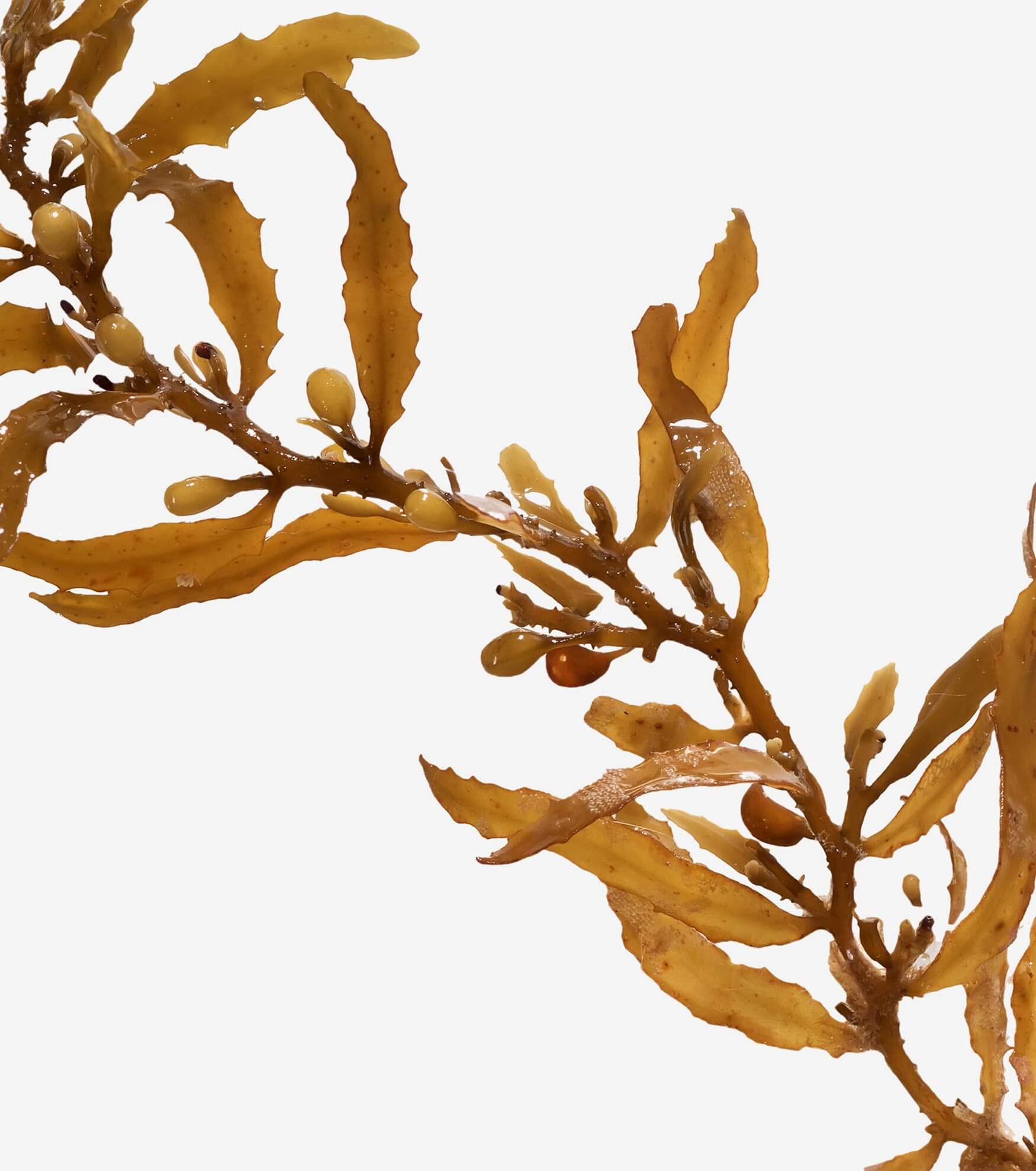 BrainPhyt™ - Gundry MD®