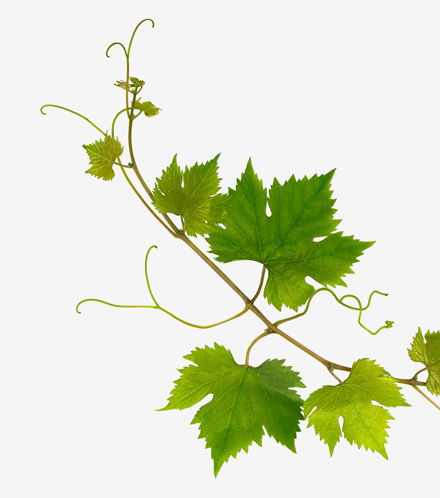 Red Grapevine Extract - Gundry MD®
