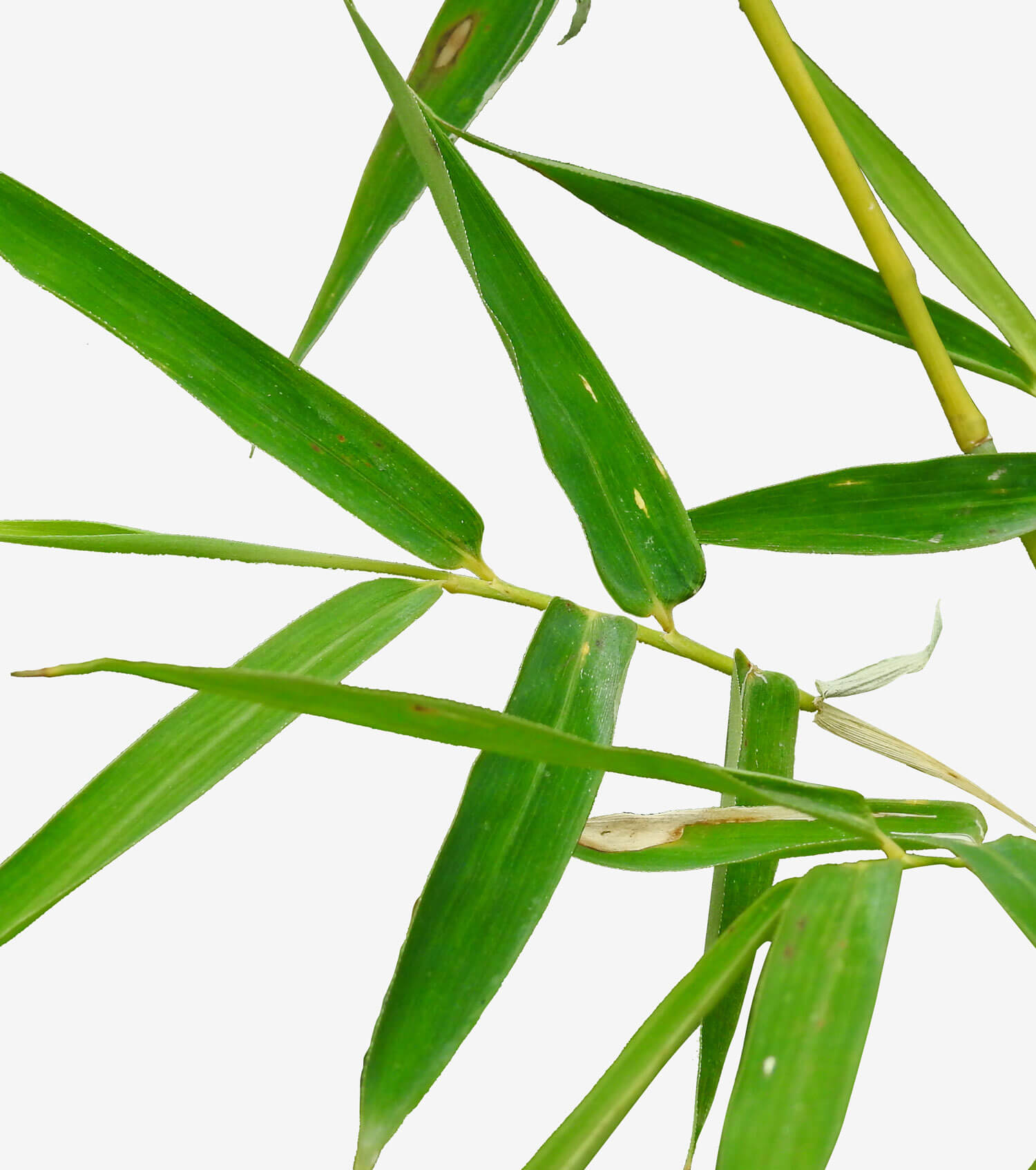 Tiger Grass Stem Cells - Gundry MD®