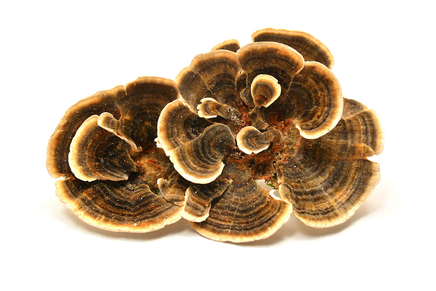Turkey Tail Mushroom - Gundry MD®